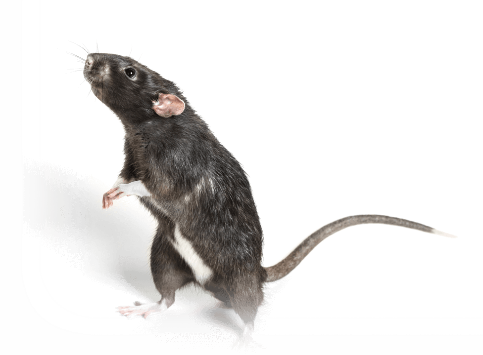 C57BL/6JV-唯尚立德