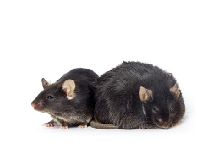 DB/DB 小鼠-唯尚立德