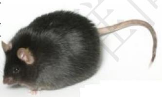 oldversion DB/DB 小鼠-唯尚立德